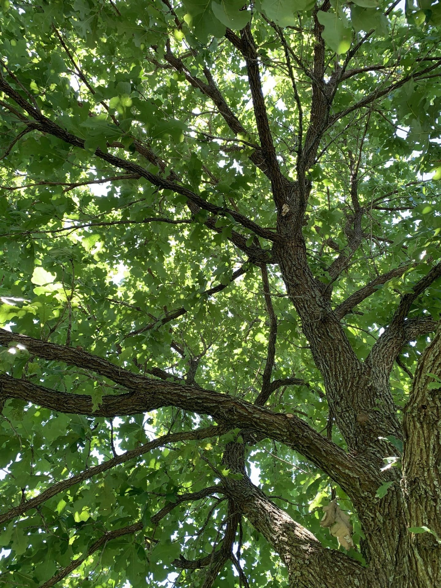 The Great Prayer | Society for US Intellectual History